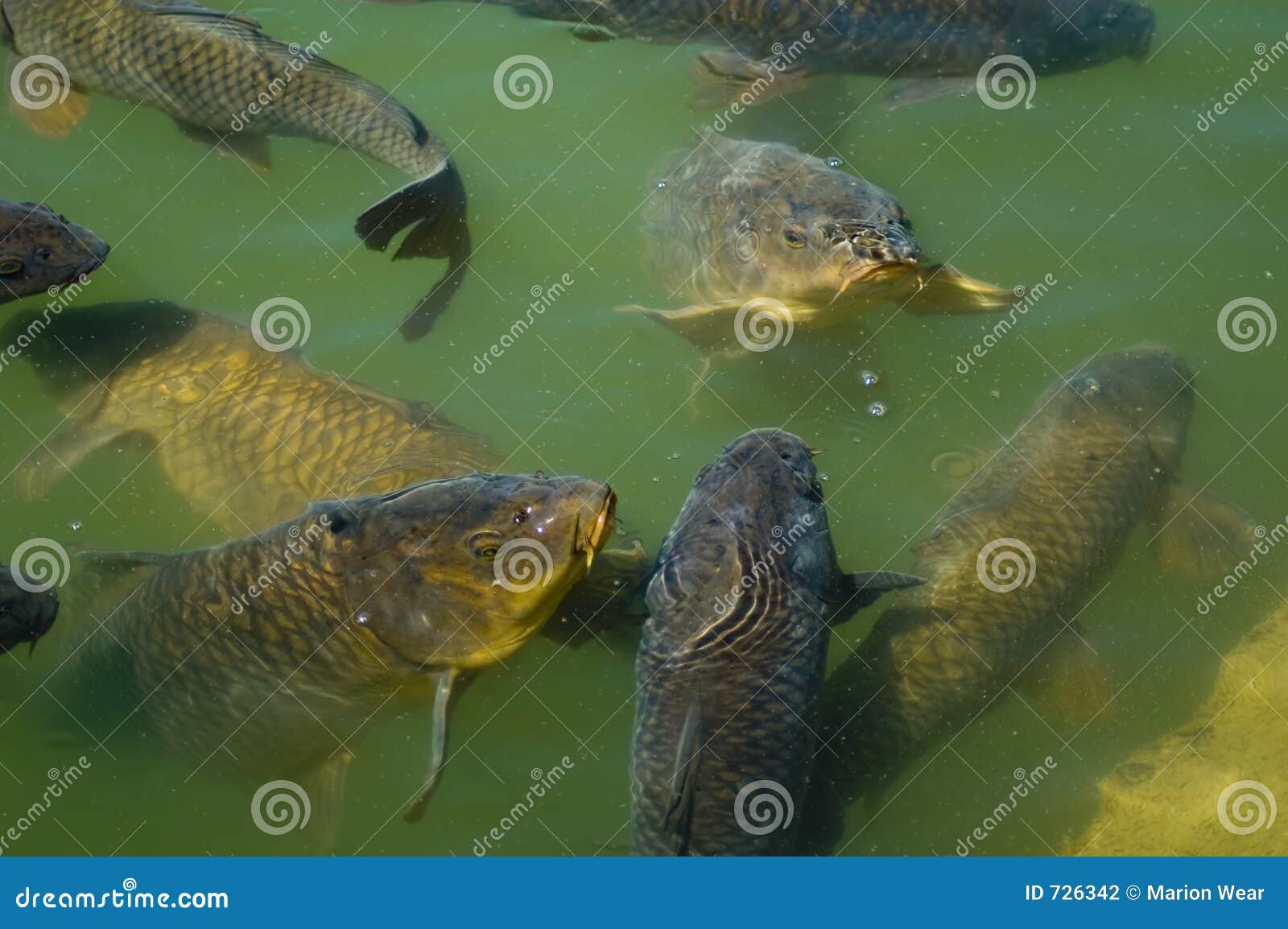 Alimentação da carpa foto de stock. Imagem de nadada, carpa - 726342