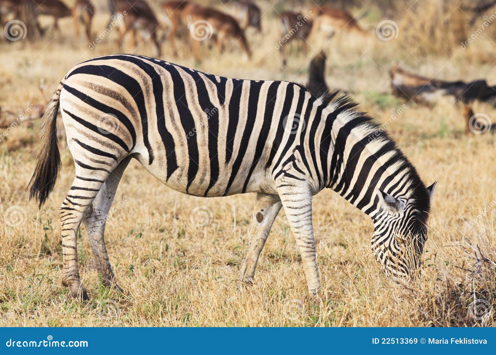 Alimentação da zebra imagem de stock. Imagem de preto - 22513369