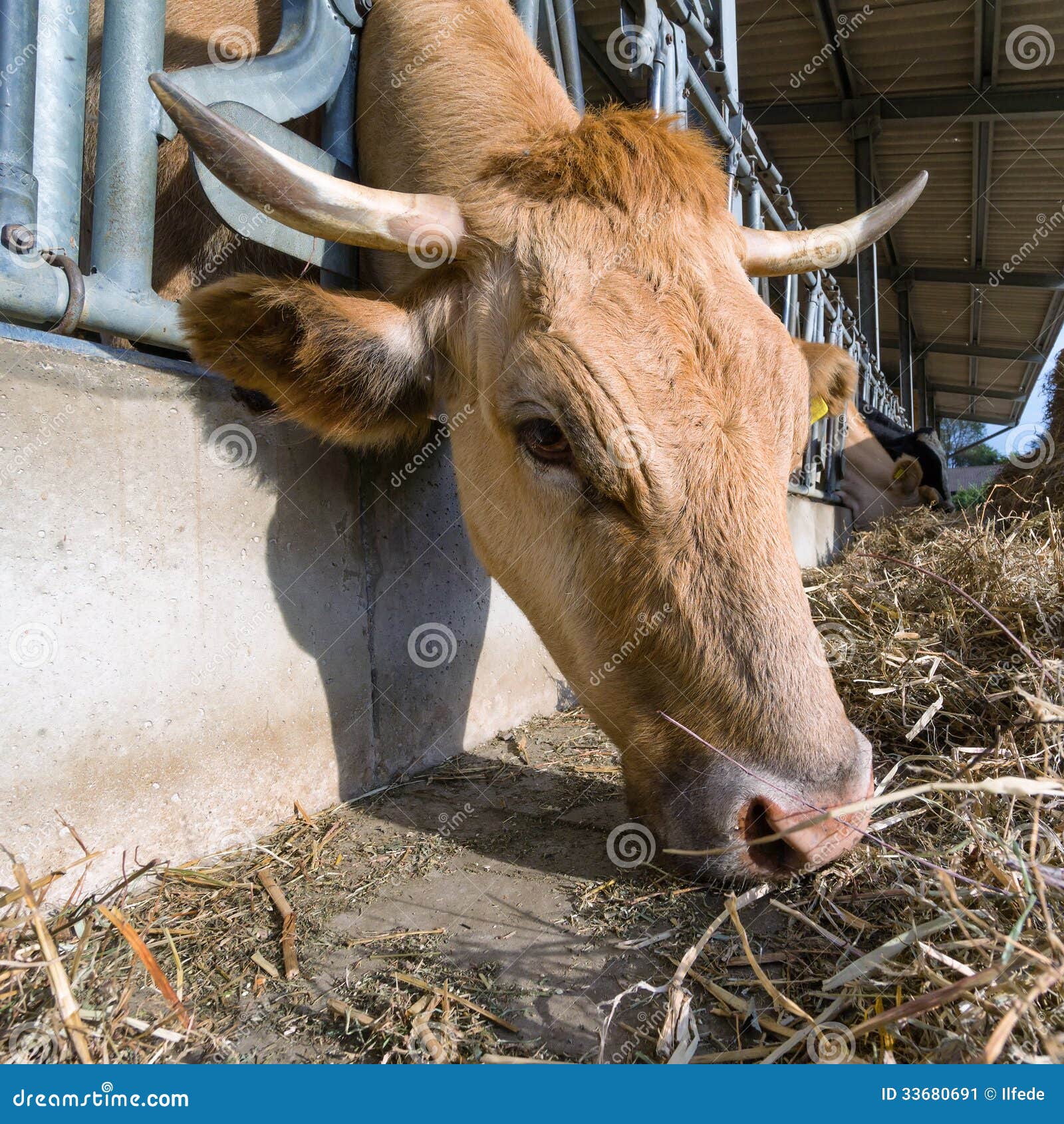 Alimentación de la vaca imagen de archivo. Imagen de hierba - 33680691