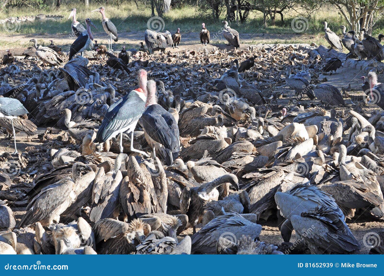 Alimentación De Los Buitres Imagen de archivo - Imagen de asustadizo ...