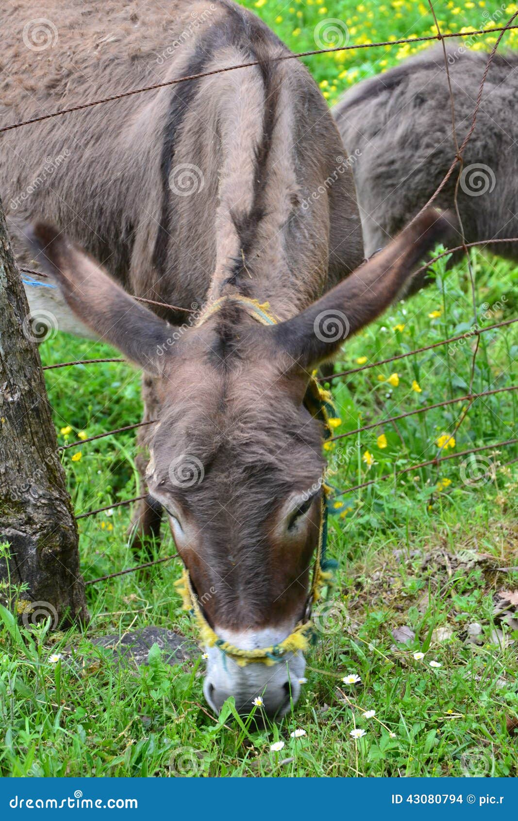 Alimentación de los burros foto de archivo. Imagen de animal - 43080794