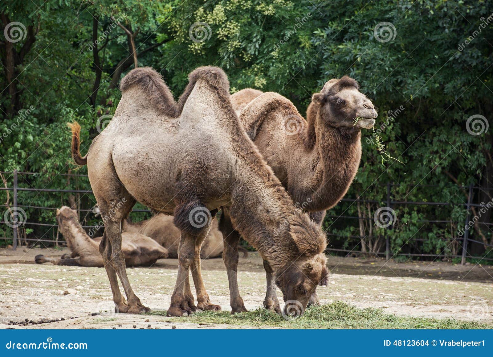 Alimentación De Los Camellos Bactrianos Foto de archivo - Imagen de ...