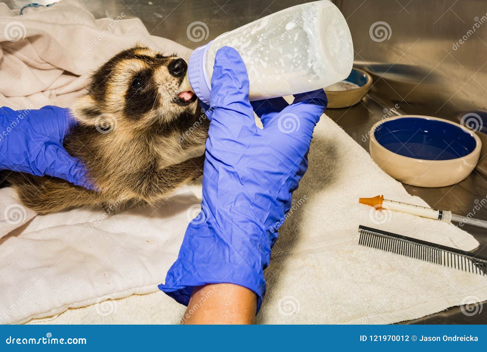 Alimentación De Un Mapache Del Bebé Foto de archivo - Imagen de feliz ...