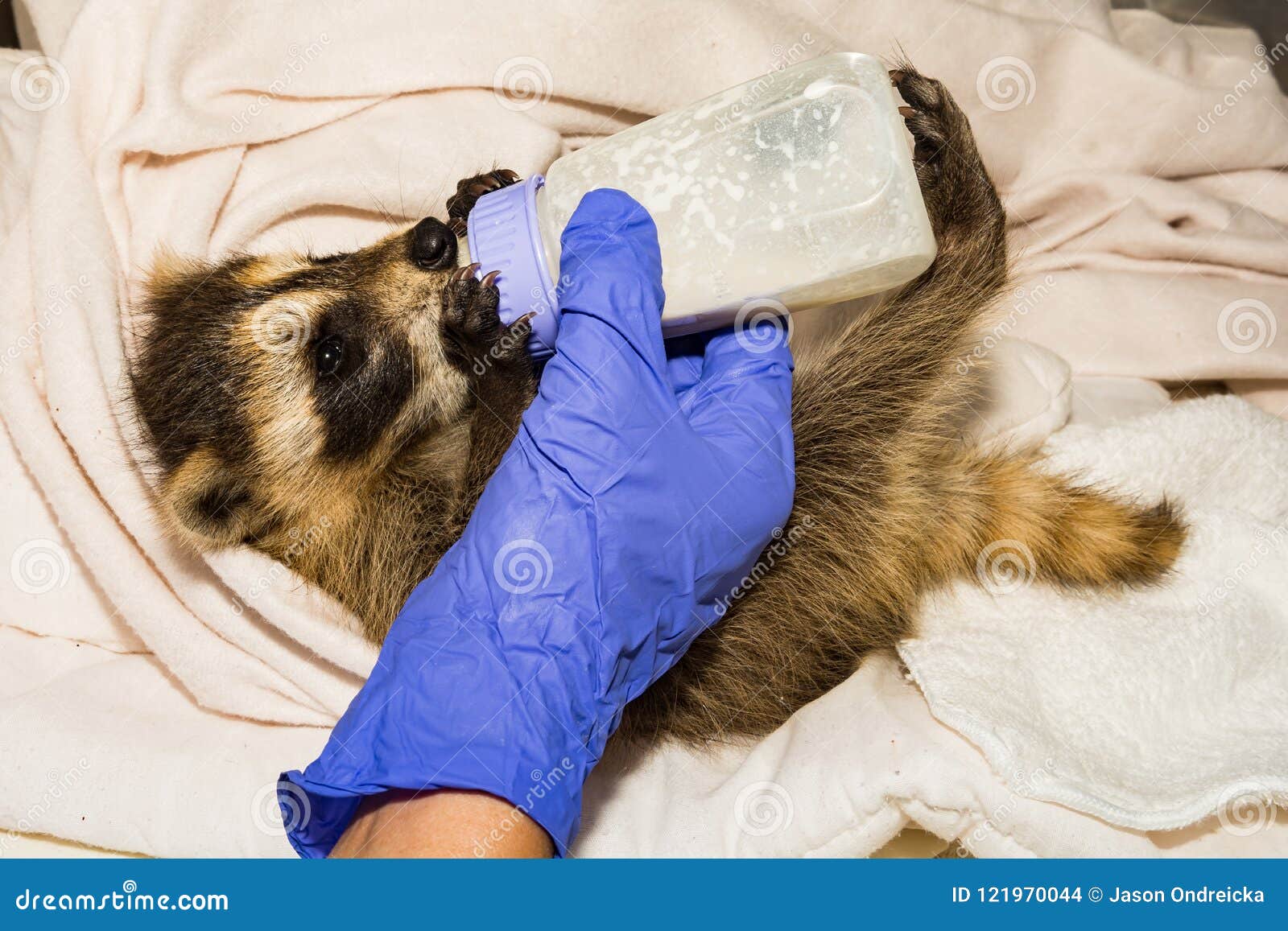 Alimentación De Un Mapache Del Bebé Foto de archivo - Imagen de ...