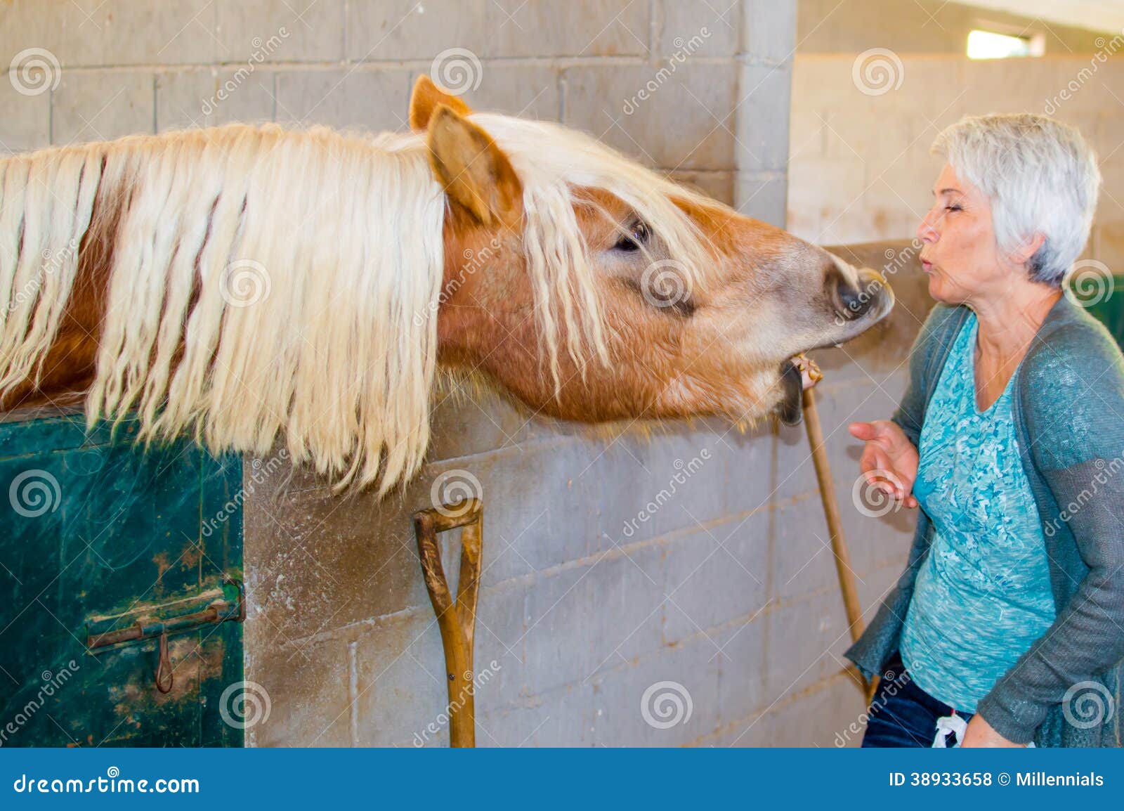 Alimentación del caballo foto de archivo. Imagen de mordaz - 38933658