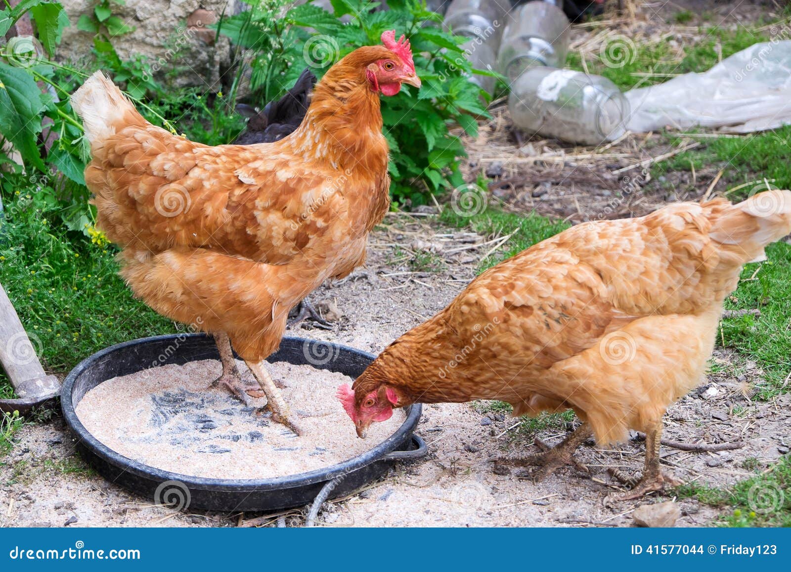 Alimentation de poules photo stock. Image du beau, poulet - 41577044
