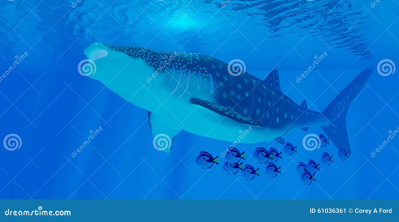 Alimentation De Requin De Baleine Illustration Stock - Illustration du ...