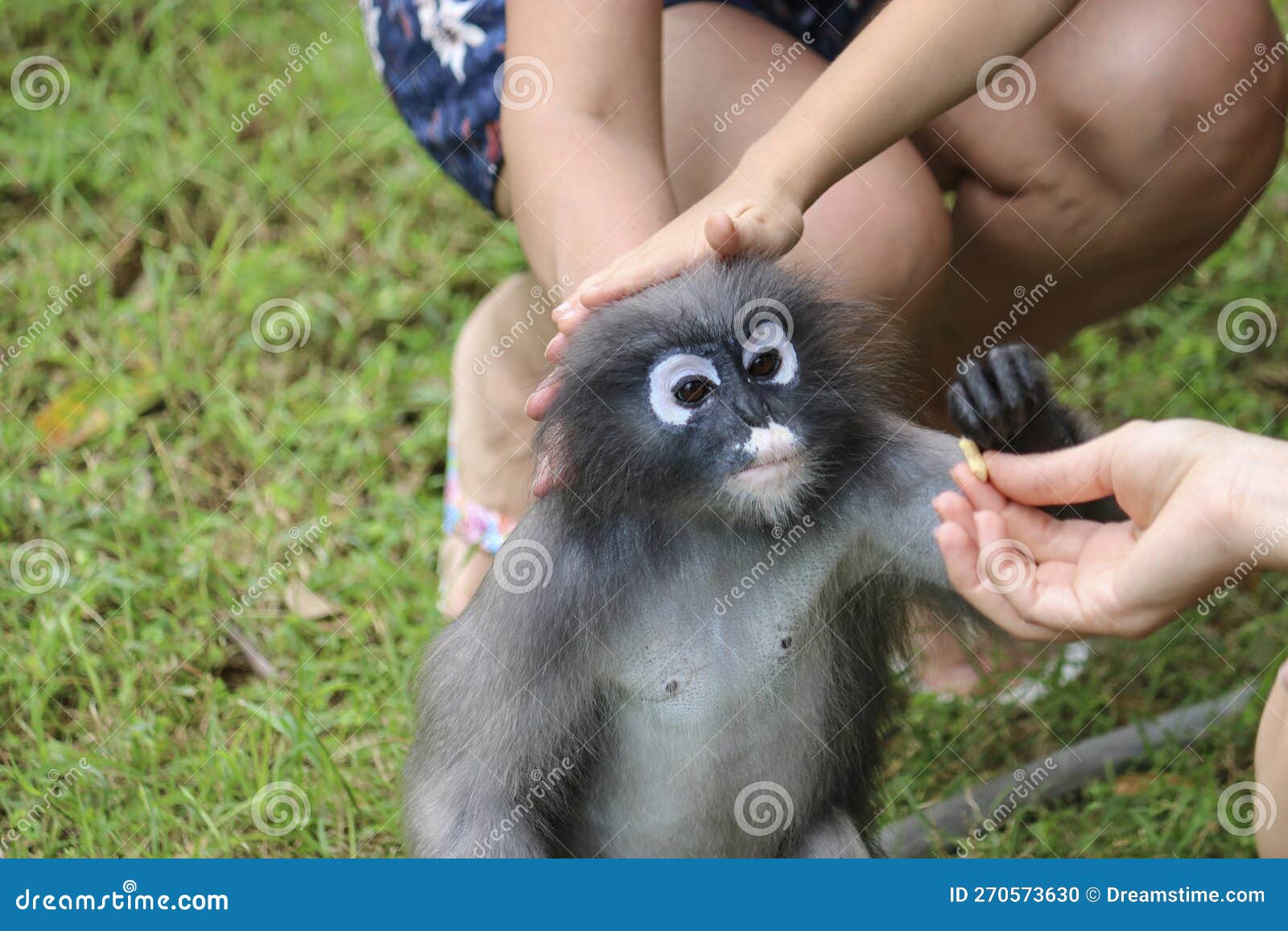 Alimentation Et Mouture Du Singe De La Feuille Dusky Sauvage ...