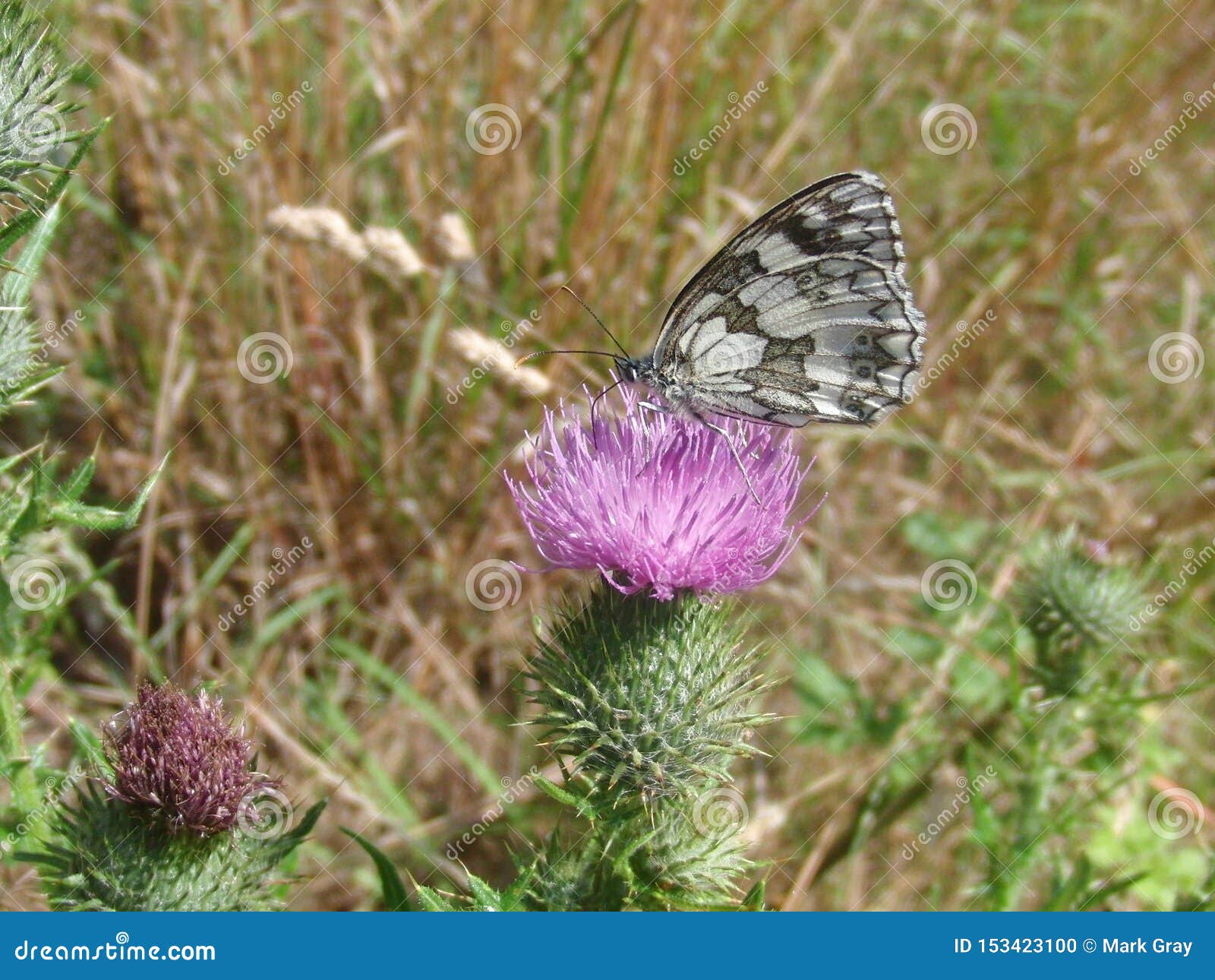 Alimentation Sur Le Nectar photo stock. Image du alimenter - 153423100