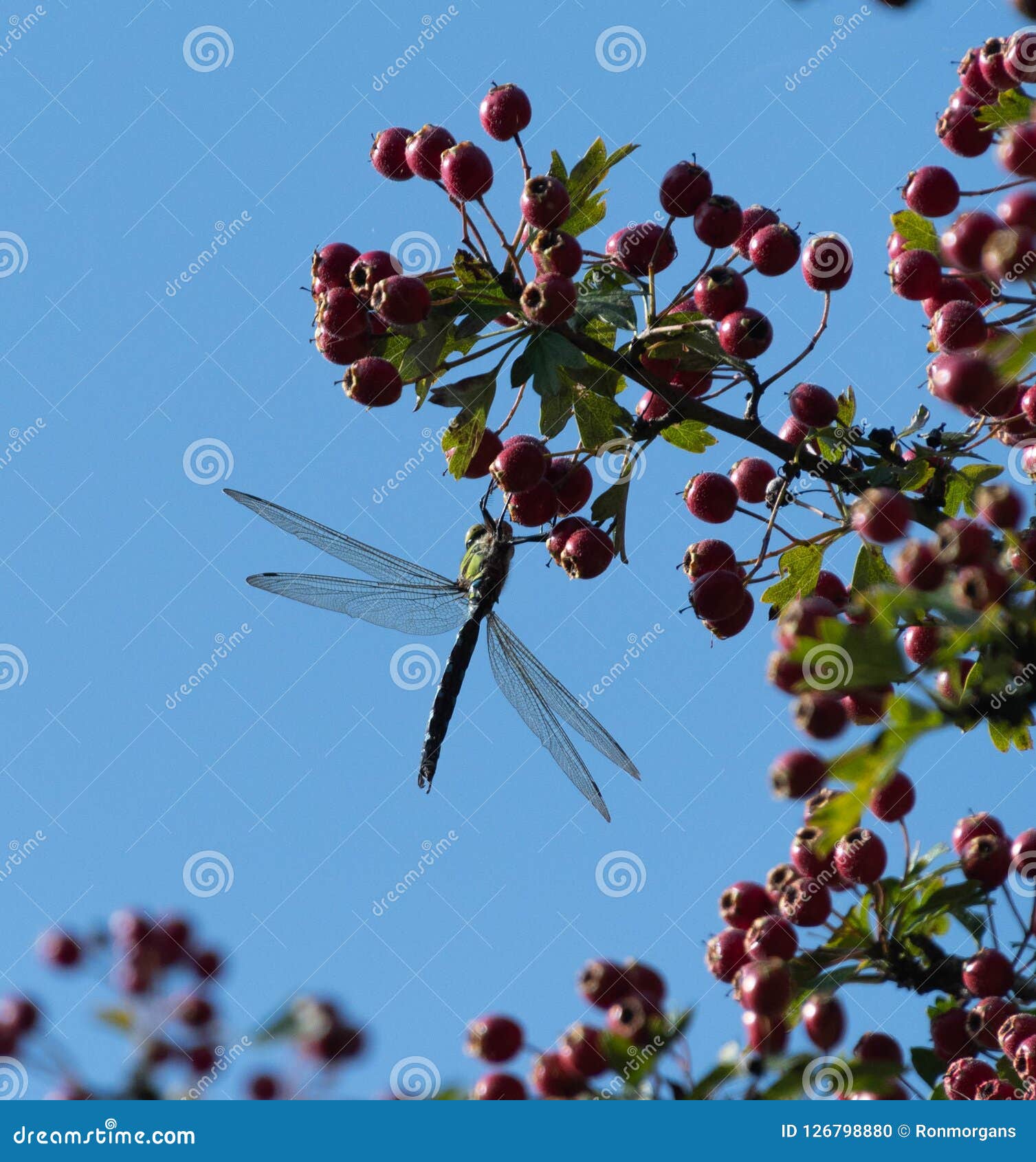 Alimentations De Libellule Sur Une Baie Photo stock - Image du insectes ...