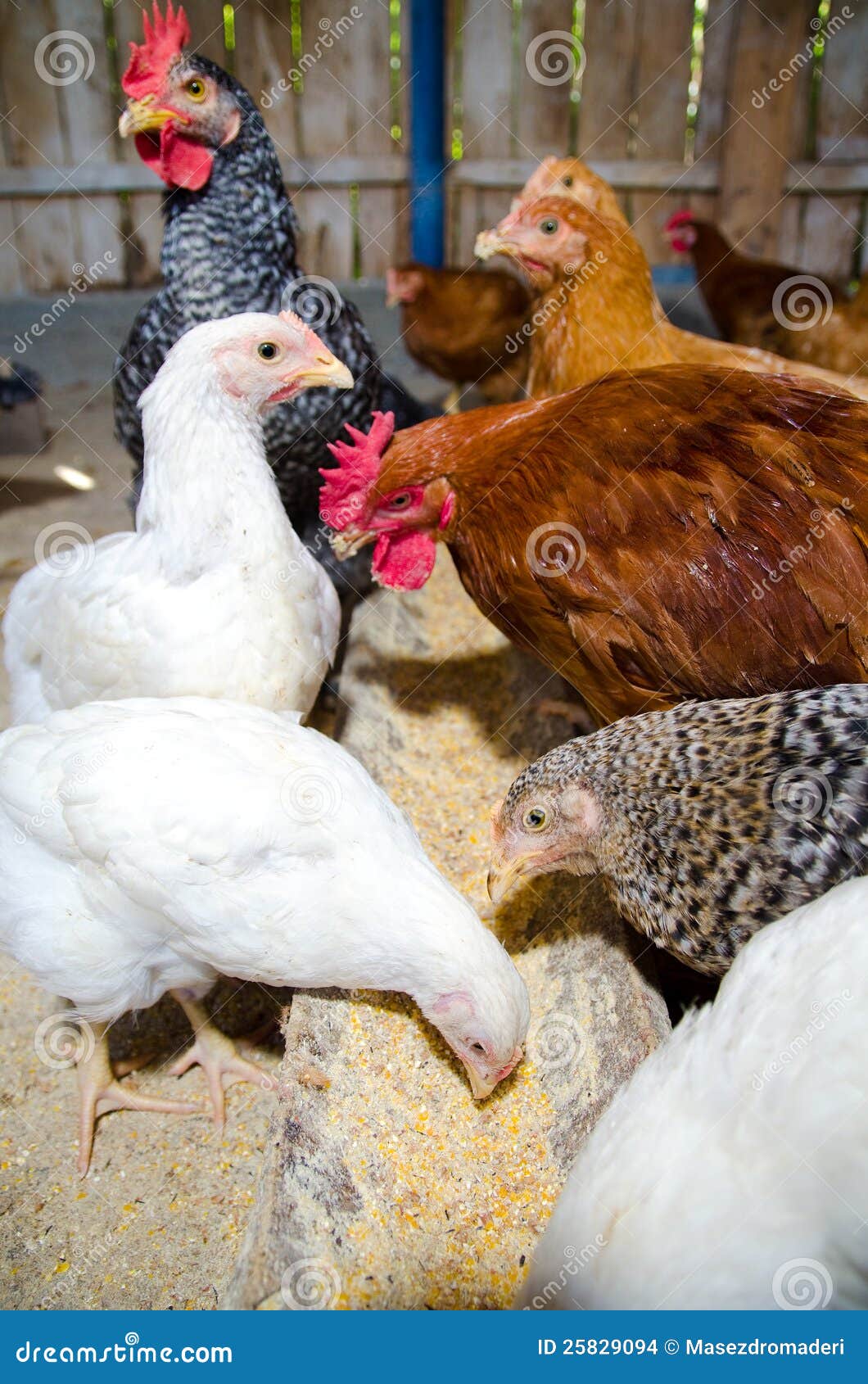 Alimentazione dei polli fotografia stock. Immagine di polli - 25829094