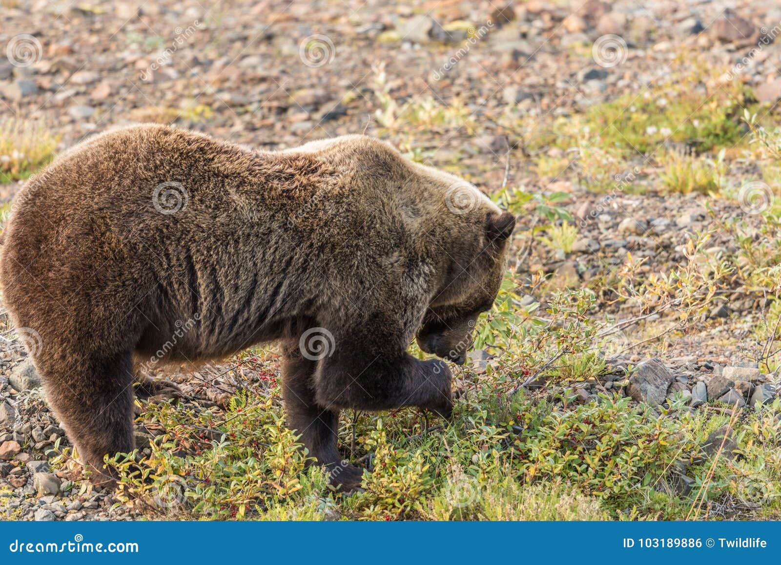 Alimentazione Dell'orso Grigio Fotografia Stock - Immagine di caduta ...