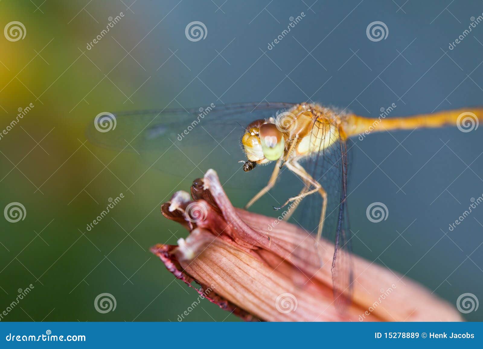 Alimentazione Della Libellula Immagine Stock - Immagine di macro ...