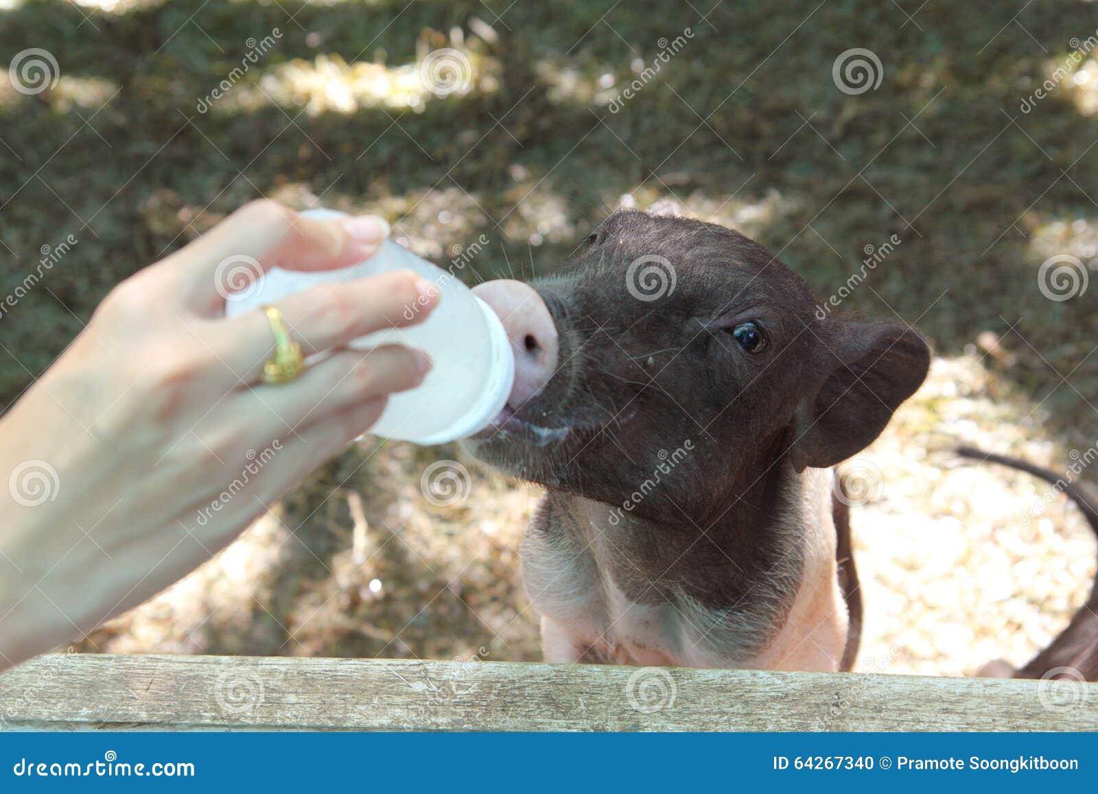 Alimenti il maiale fotografia stock. Immagine di carino - 64267340