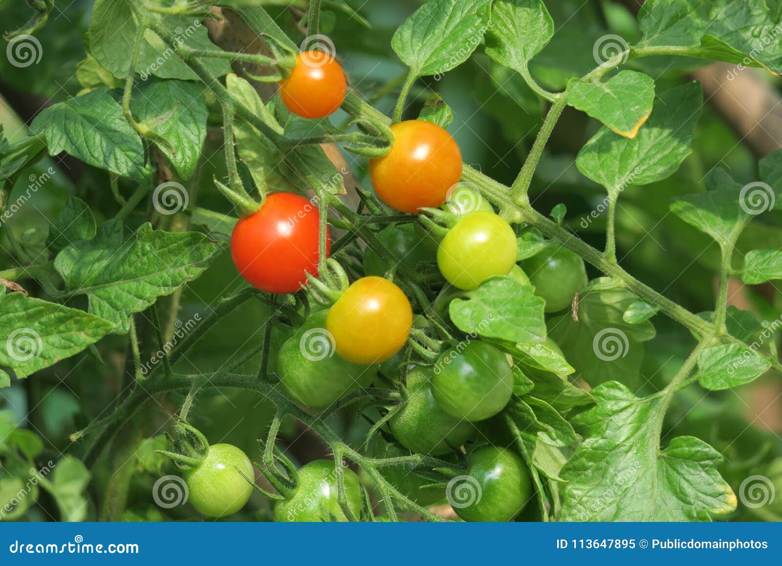 Alimentos Naturais, Vegetal, Tomate, Fruto Imagem. Imagem: 113647895