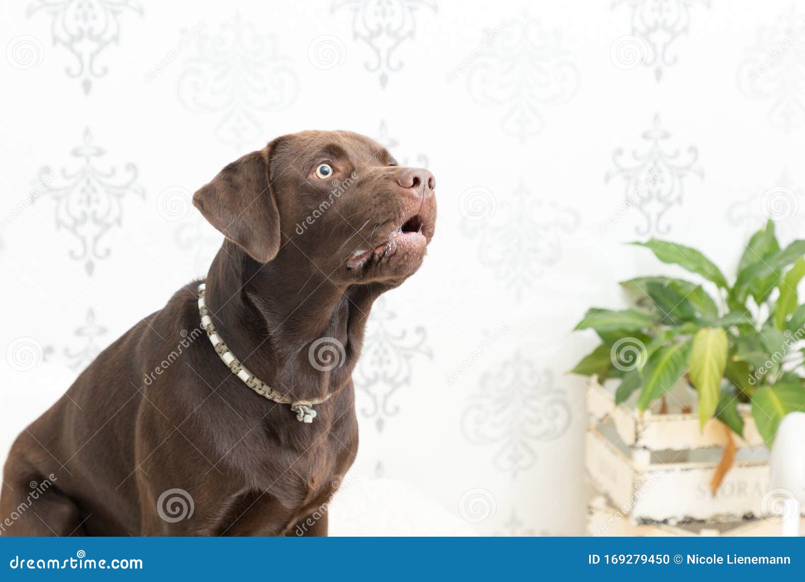 Alimentos Para Atrapar Perros Foto de archivo - Imagen de cara, hermoso ...