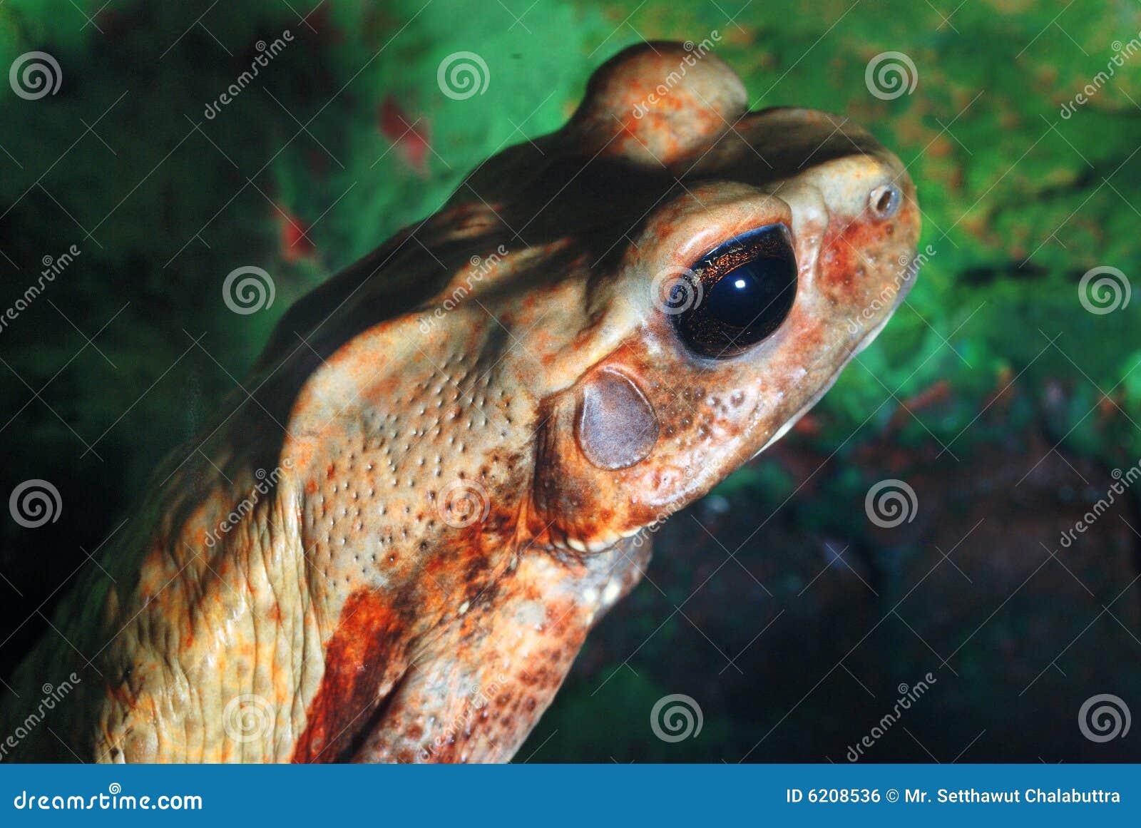 ALISE EL SAPO ECHADO a UN LADO Foto de archivo - Imagen de ciencia ...