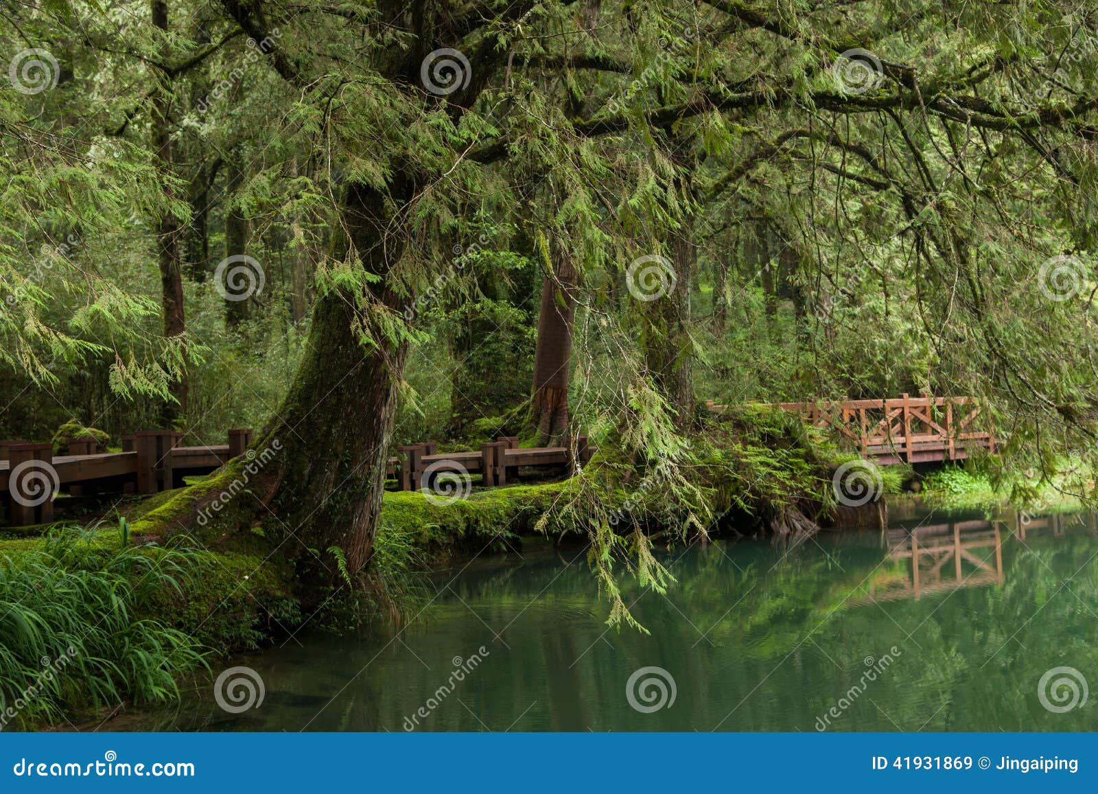 Alishan, Chiayi-Stad, Het Oerwoud Van Taiwan Stock Afbeelding - Image ...