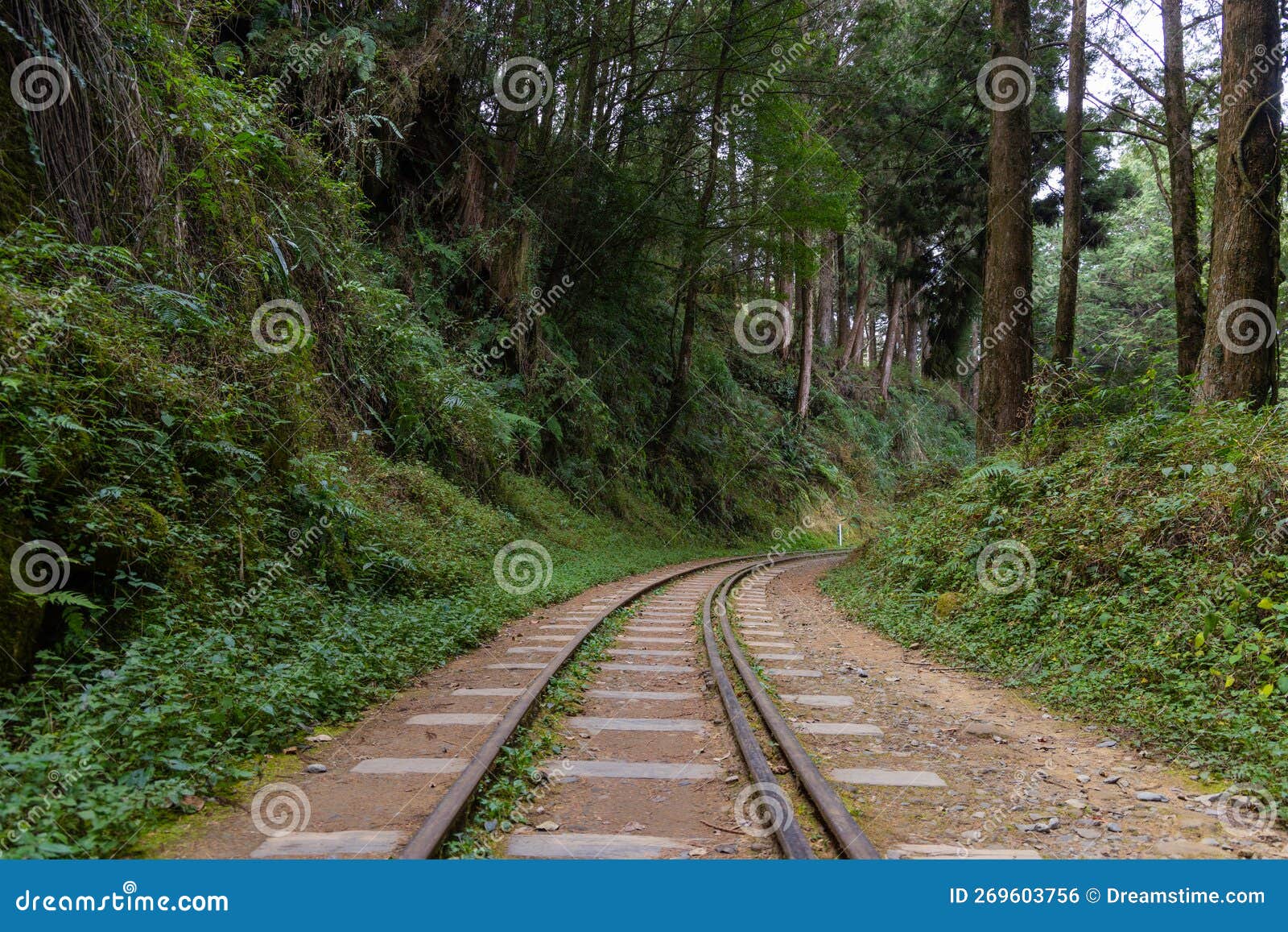 Alishan Forest Railway stock photo. Image of tropical - 269603756