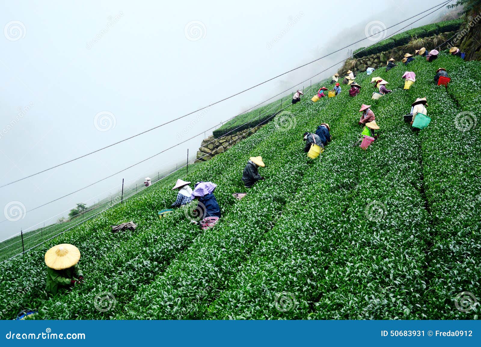 Alishan tea fields editorial photo. Image of alishan - 50683931