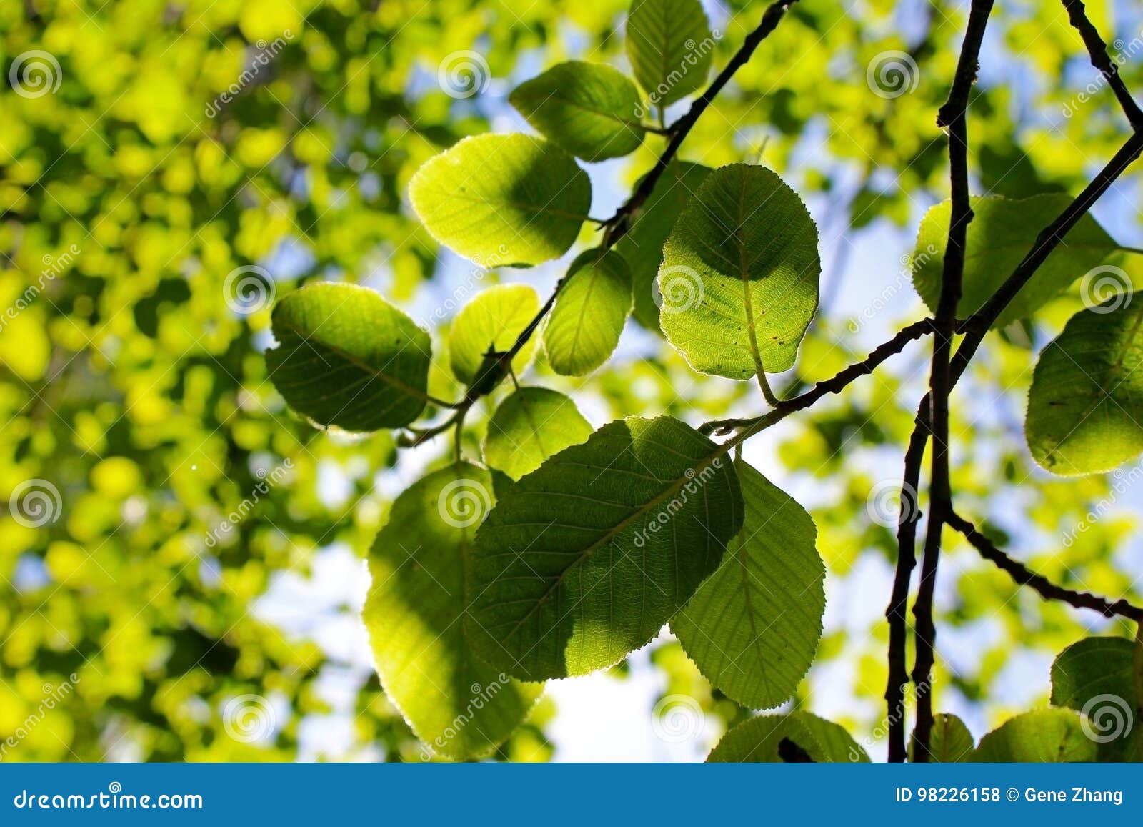 2,091 Aliso Blanco Fotos - Libres de Derechos y Gratuitas de Dreamstime