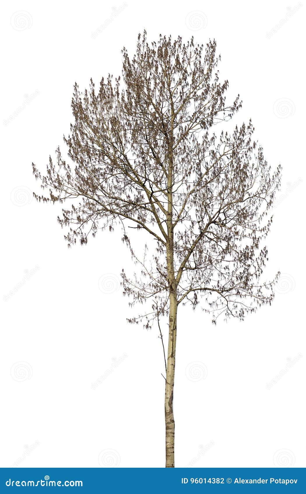 Aliso Gris Desnudo Aislado En Blanco Foto de archivo - Imagen de planta ...