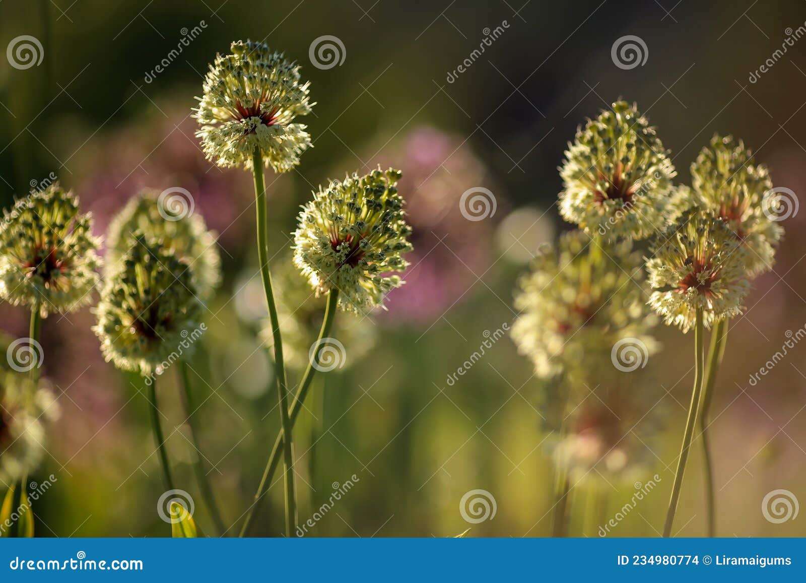 Alium stock photo. Image of environment, meadow, herb - 234980774