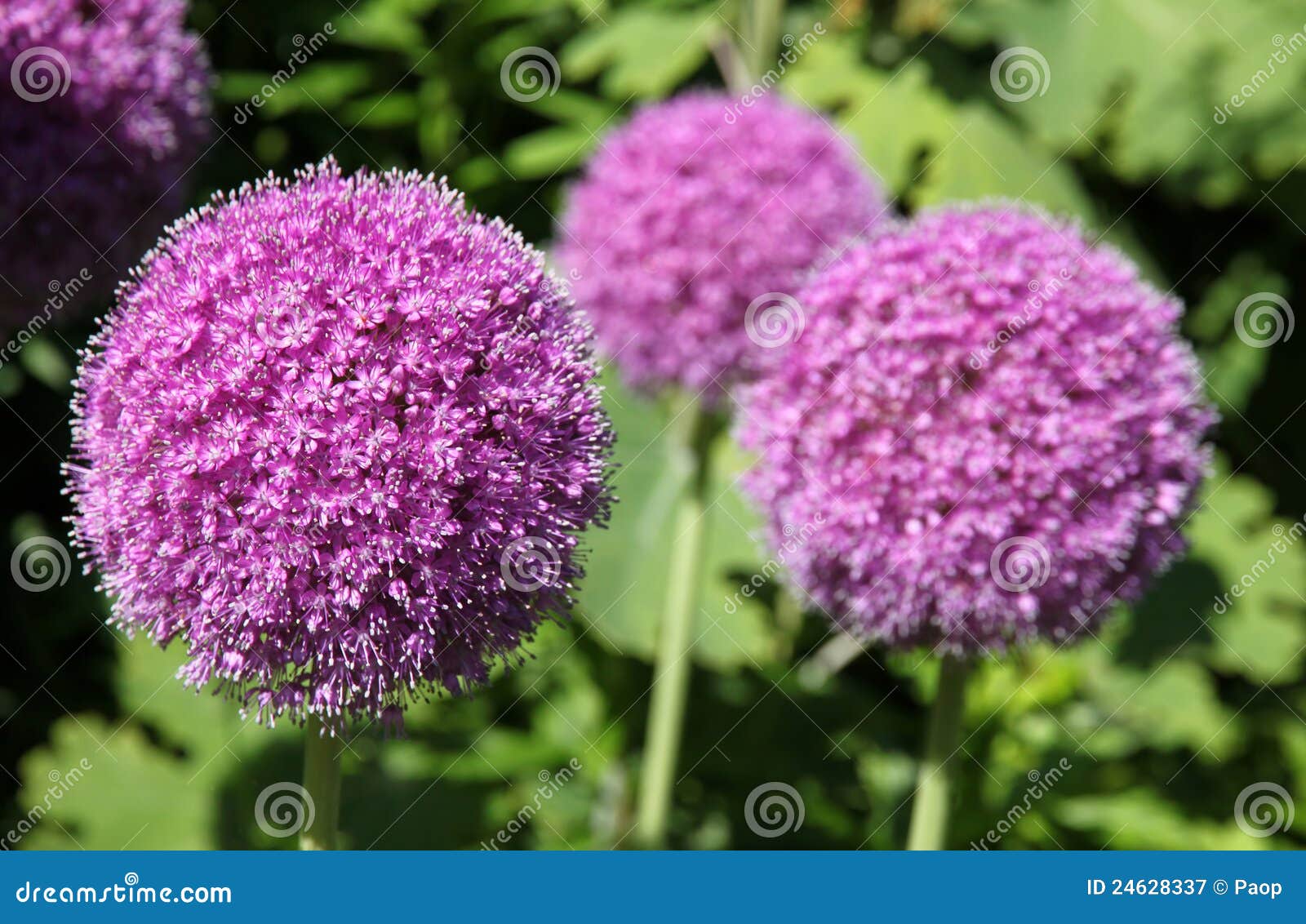 Alium flower stock image. Image of growing, blossoming - 24628337