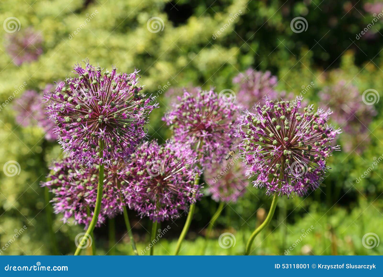 Alium Giganteum stockbild. Bild von frech, grün, hintergrund - 53118001