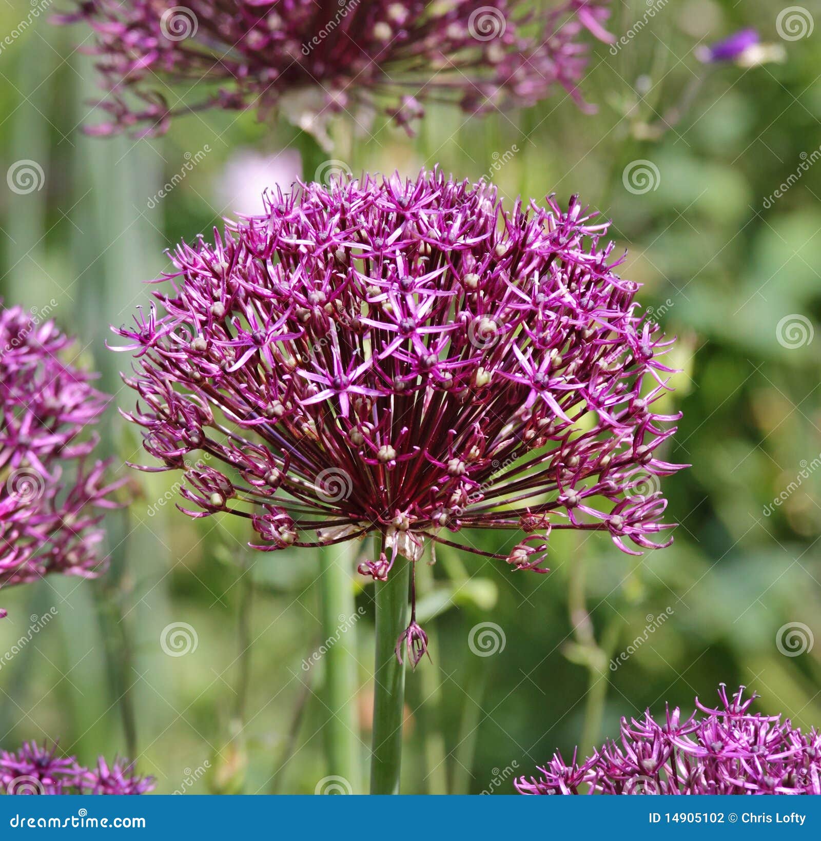 Alium Gigantium Flower stock photo. Image of petals, flowers - 14905102