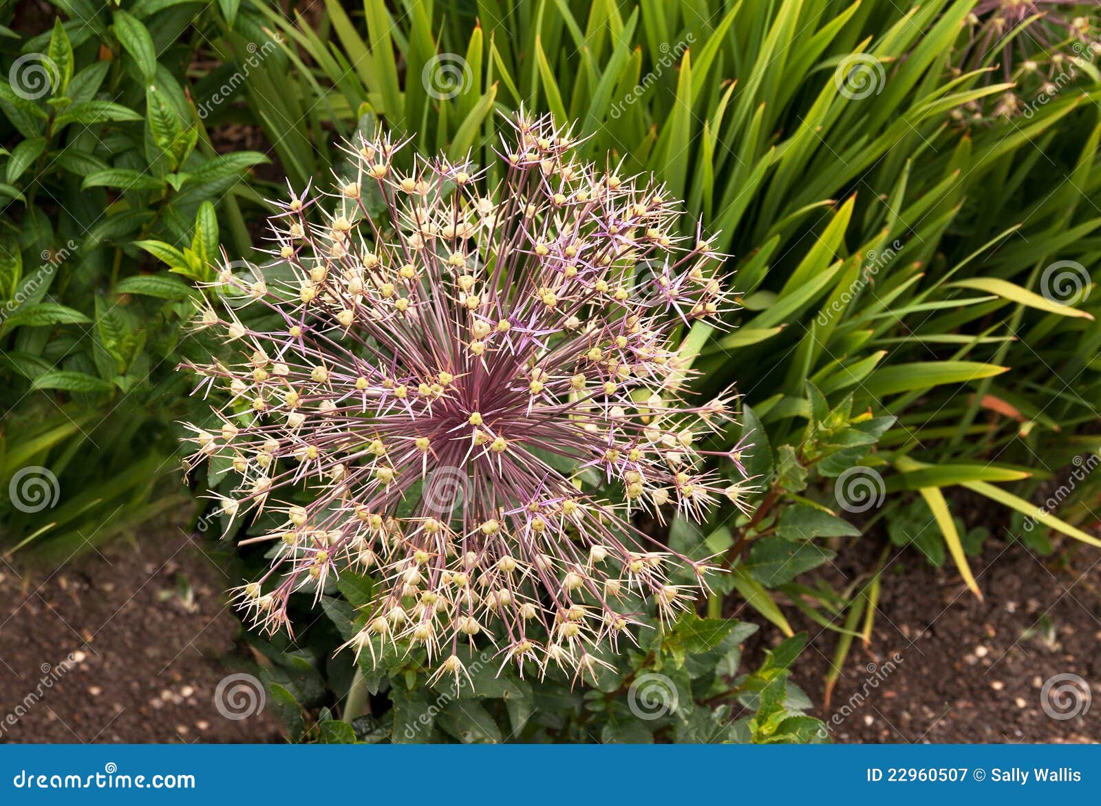 Alium head in full bloom stock image. Image of colors - 22960507