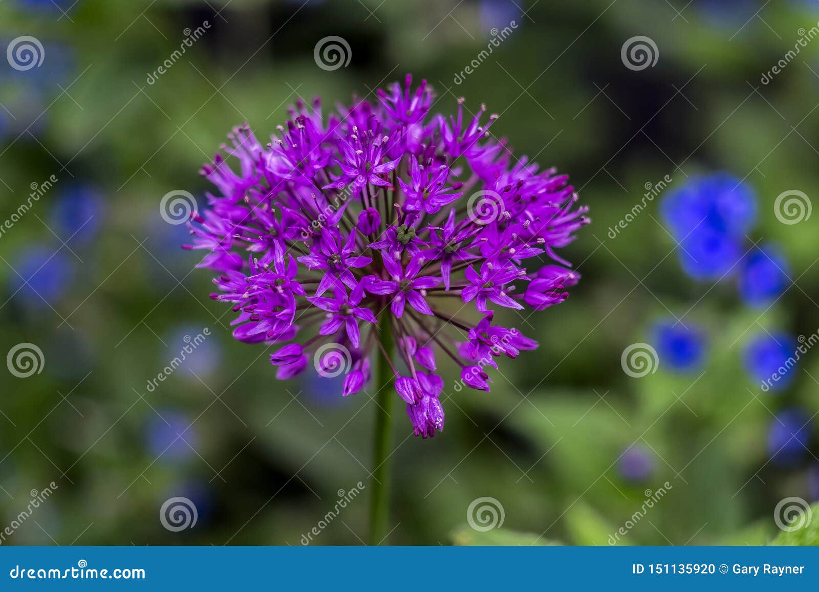Alium stock photo. Image of allium, plant, detail, petals - 151135920