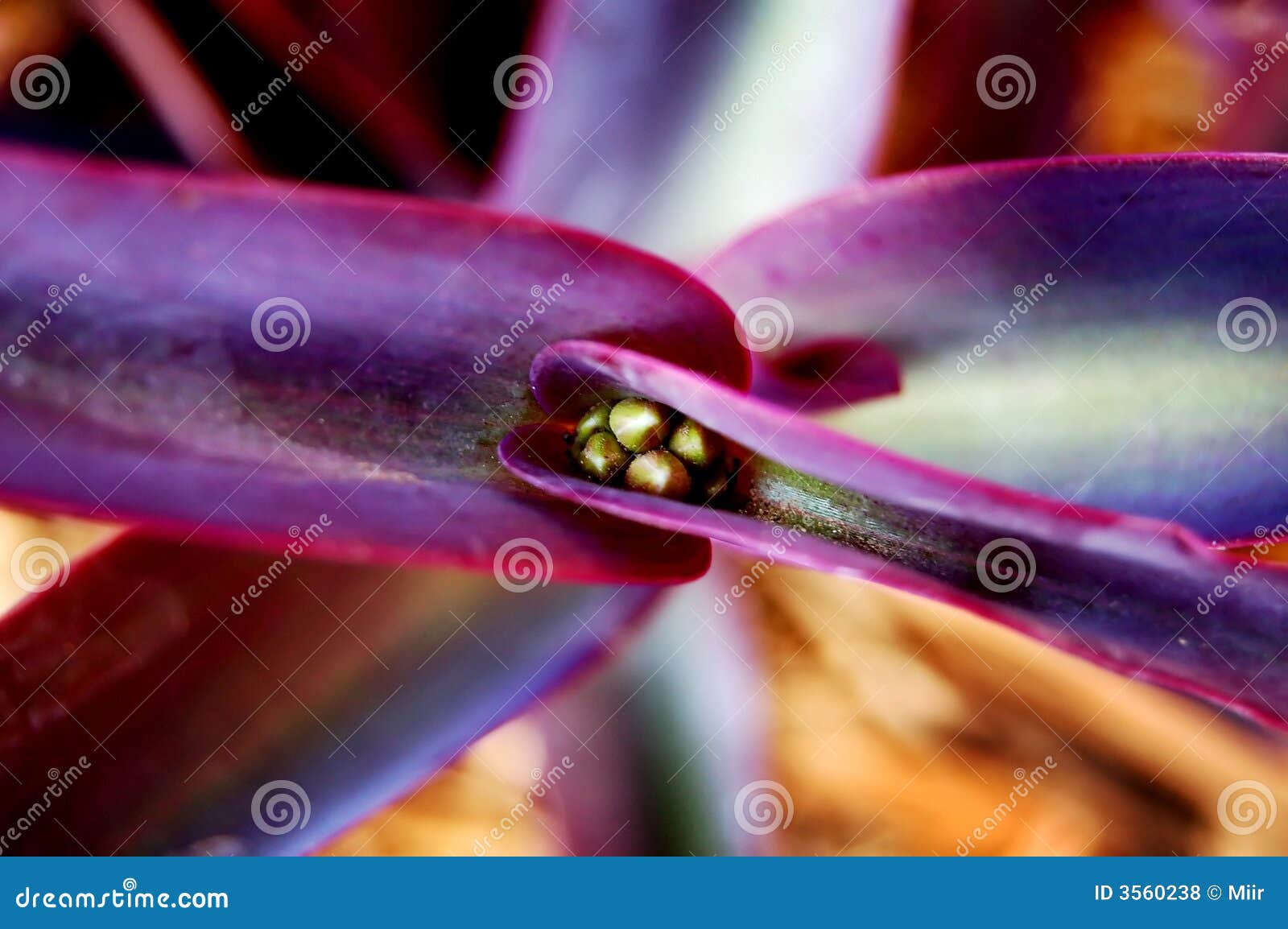 Alive stock photo. Image of spring, growth, flower, queen - 3560238