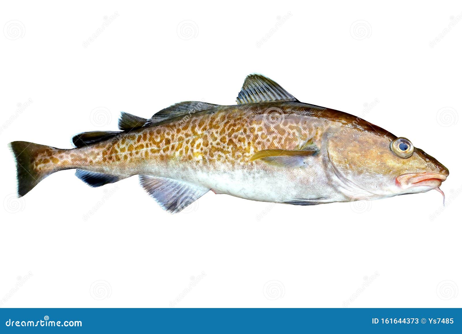 Alive Codfish Pacific Cod, Gadus Macrocephalus Geïsoleerd Op Witte ...