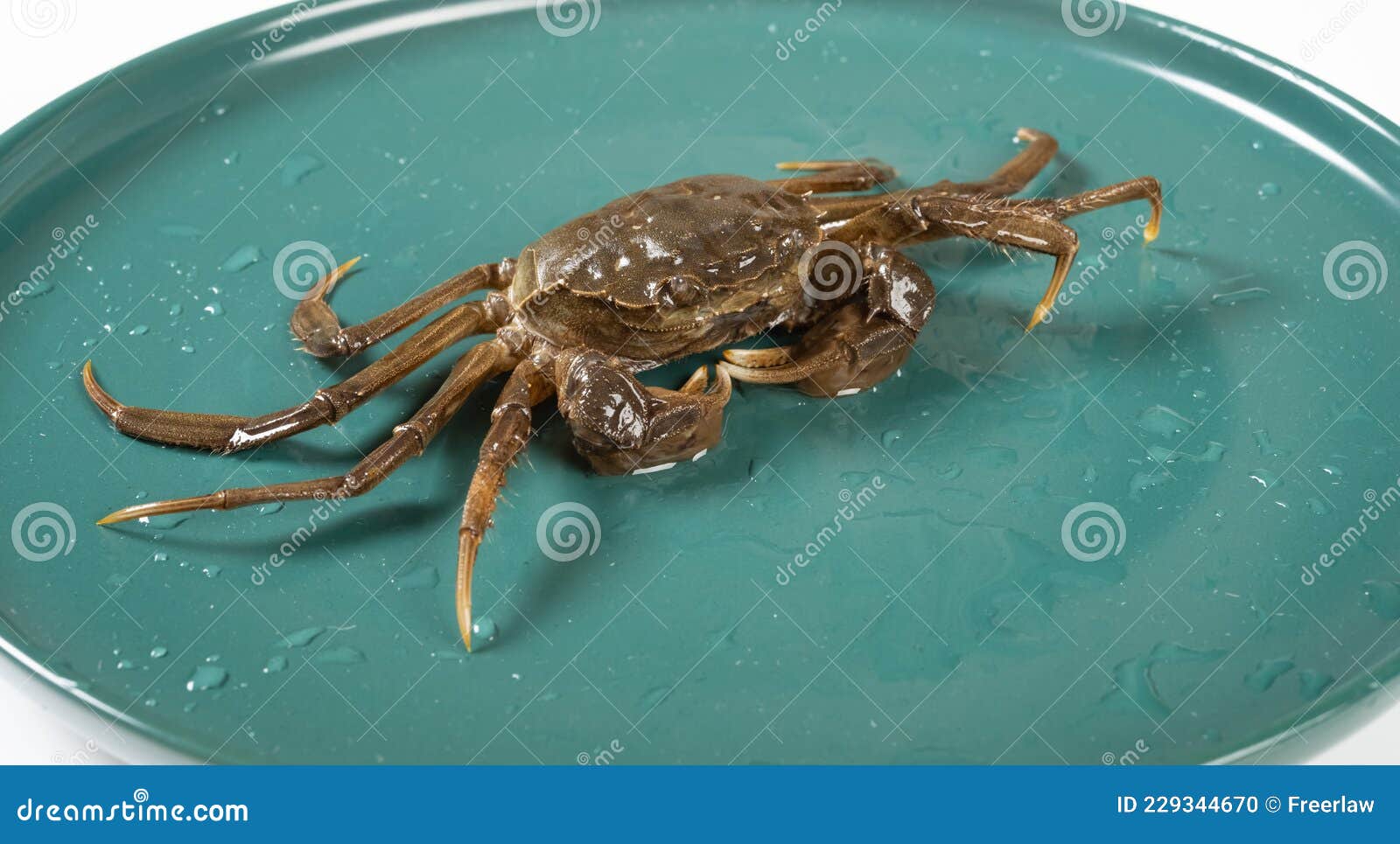 Alive Crab on Dish at Horizontal Composition Stock Photo - Image of ...