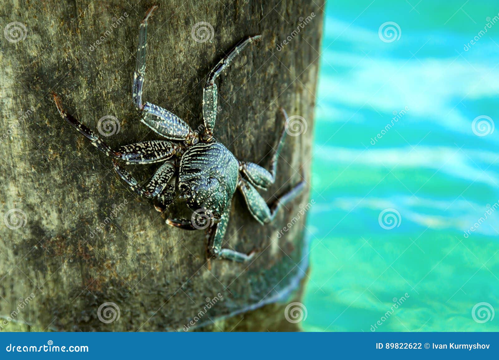 Alive Crab on Tree Over Ocean Stock Photo - Image of tropical, wildlife ...