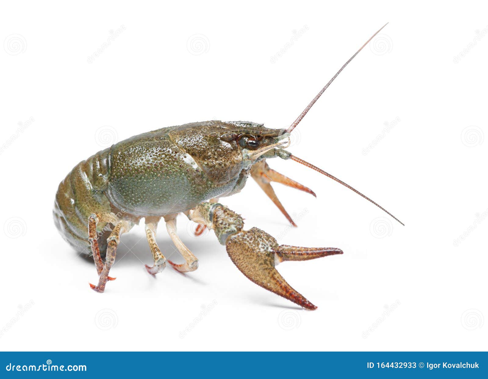 Alive crawfish isolated stock image. Image of invertebrate - 164432933
