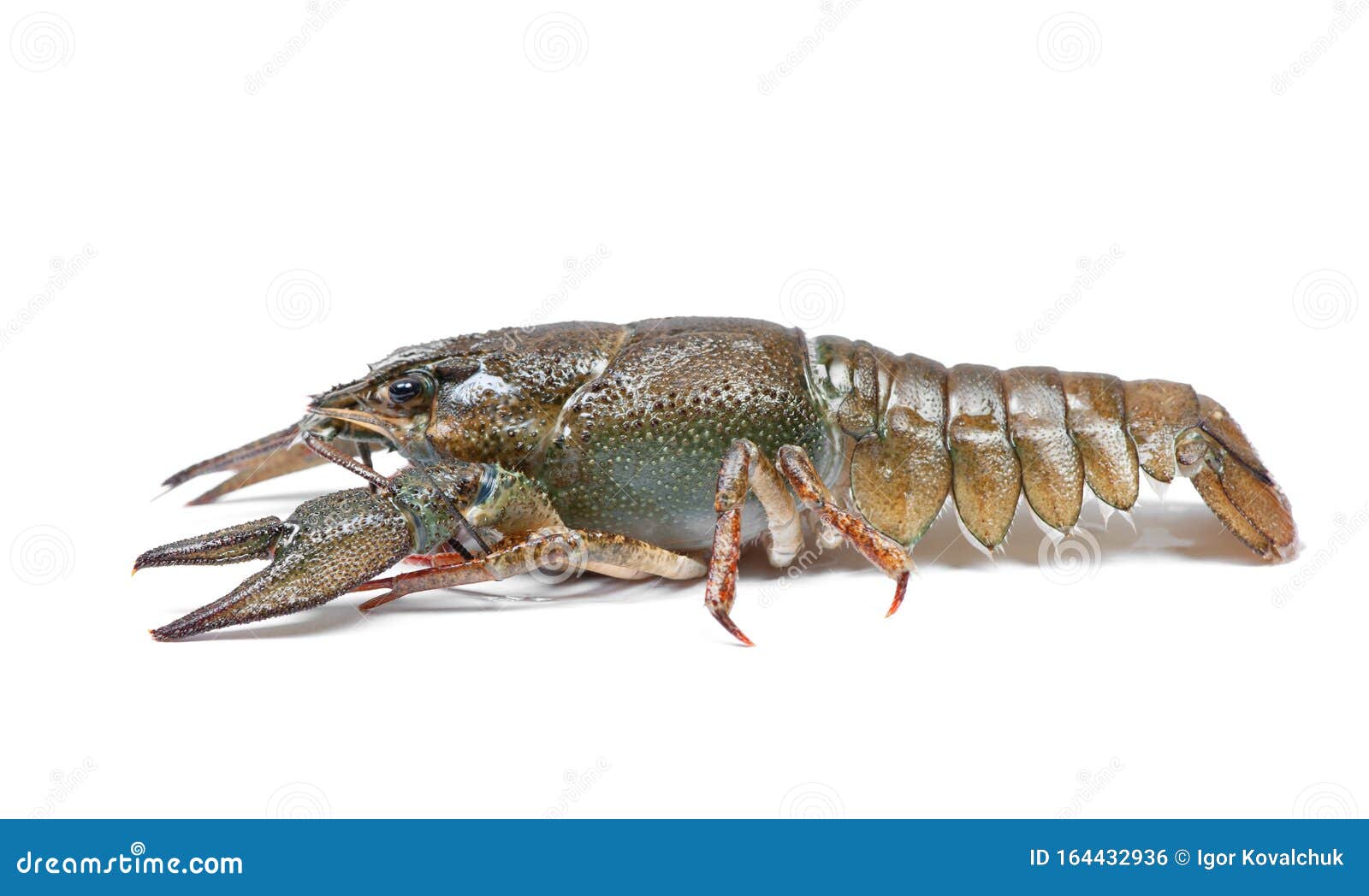 Alive crawfish isolated stock photo. Image of crawfish - 164432936