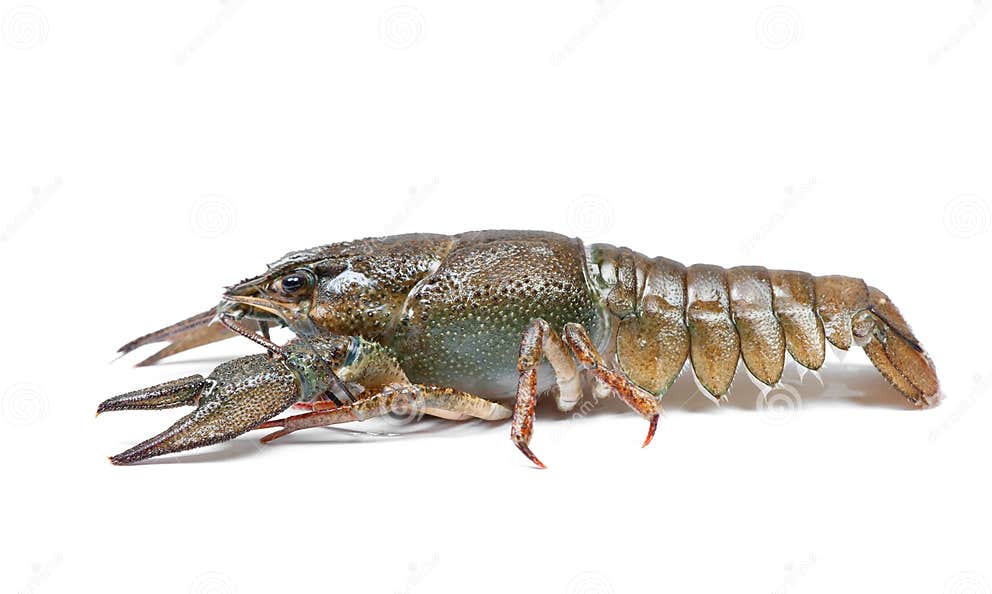 Alive crawfish isolated stock photo. Image of crawfish - 164432936