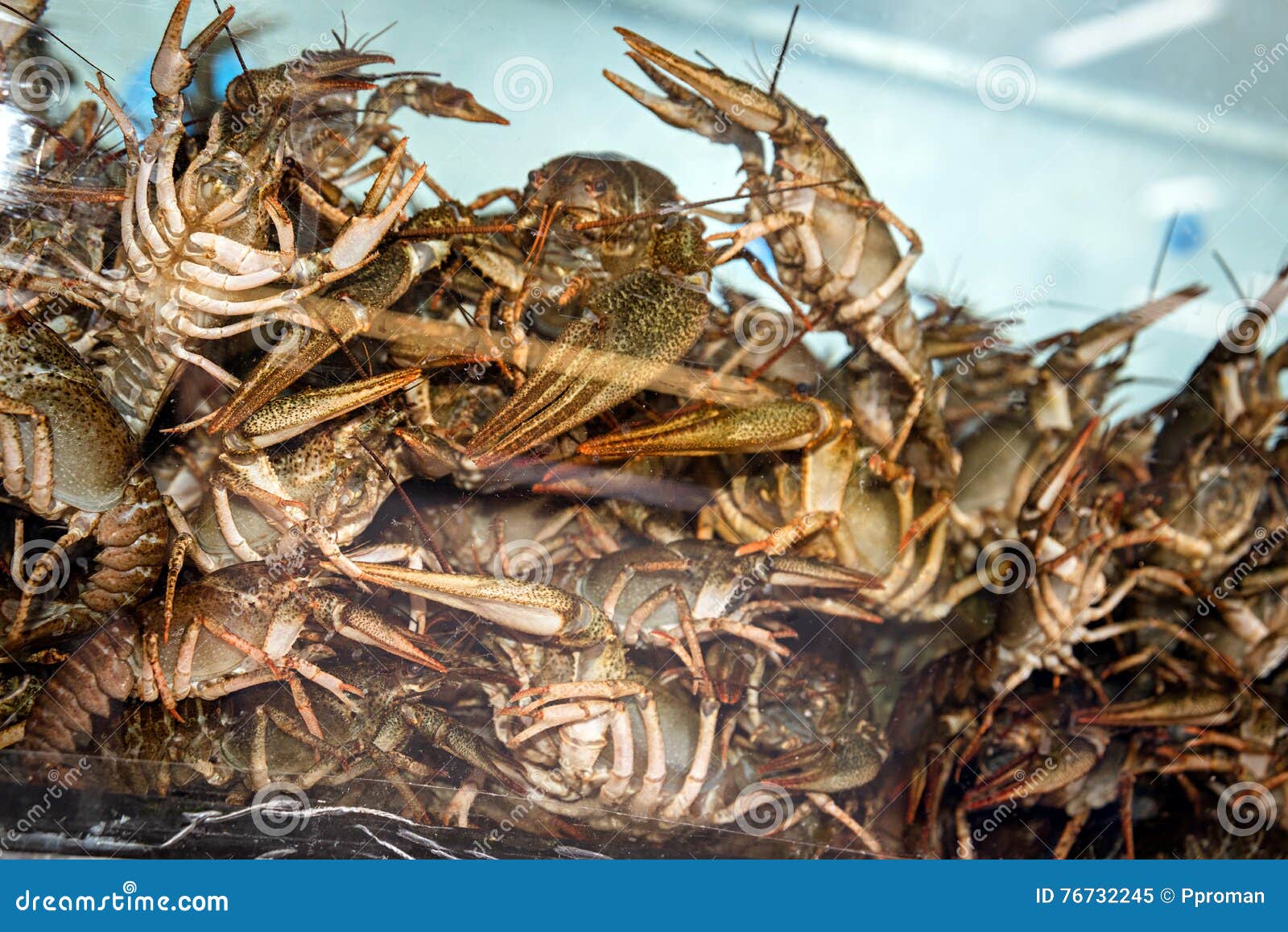 Alive crayfish in aquarium stock image. Image of marine - 76732245