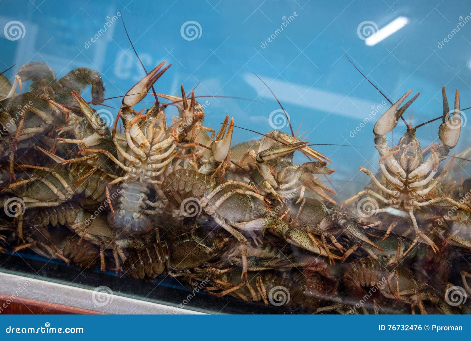 Alive crayfish in aquarium stock photo. Image of fish - 76732476