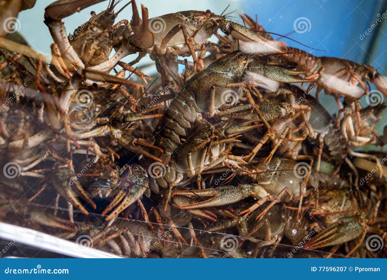 Alive crayfish in aquarium stock image. Image of invertebrate - 77596207