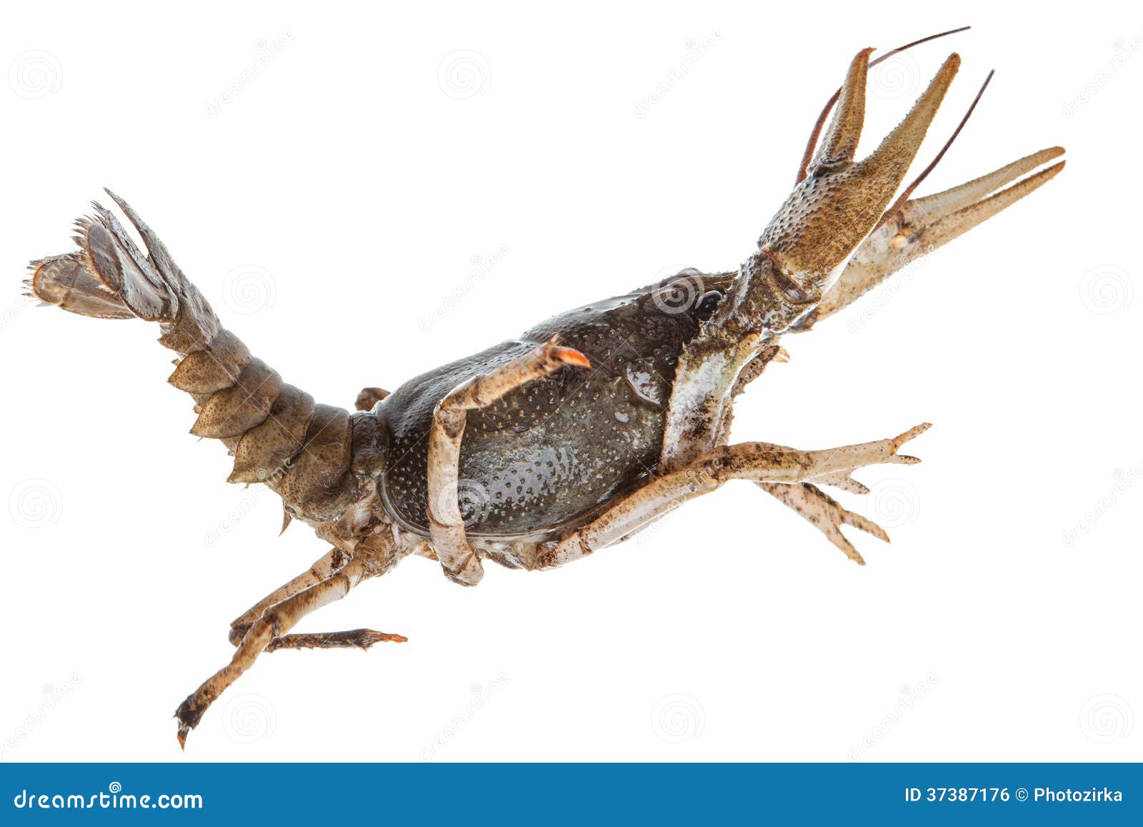 Alive crayfish stock photo. Image of freshness, macro - 37387176