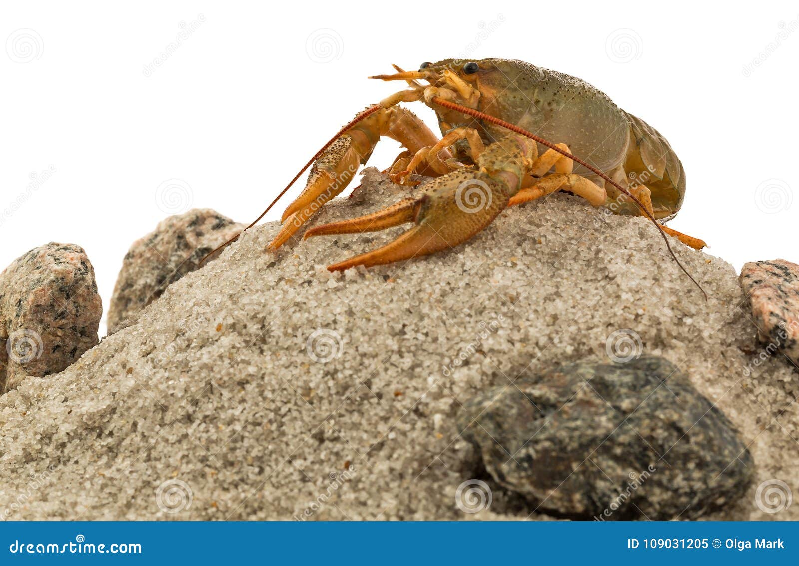 Alive crayfish stock image. Image of marine, crawfish - 109031205