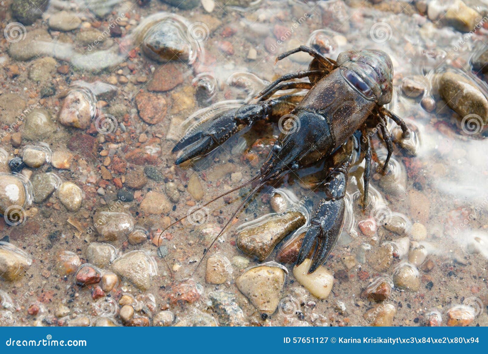 Alive crayfish stock image. Image of gourmet, endangered - 57651127