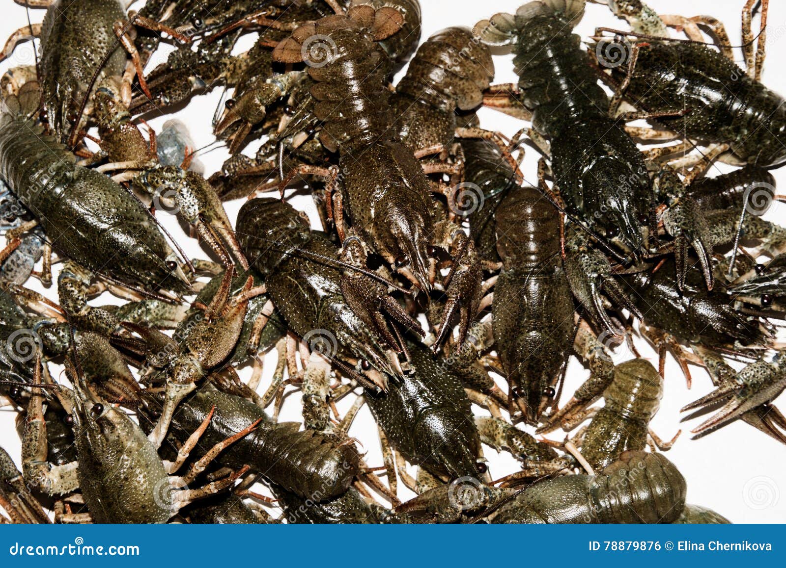 Alive Crayfish on White Background Stock Photo - Image of crustacean ...