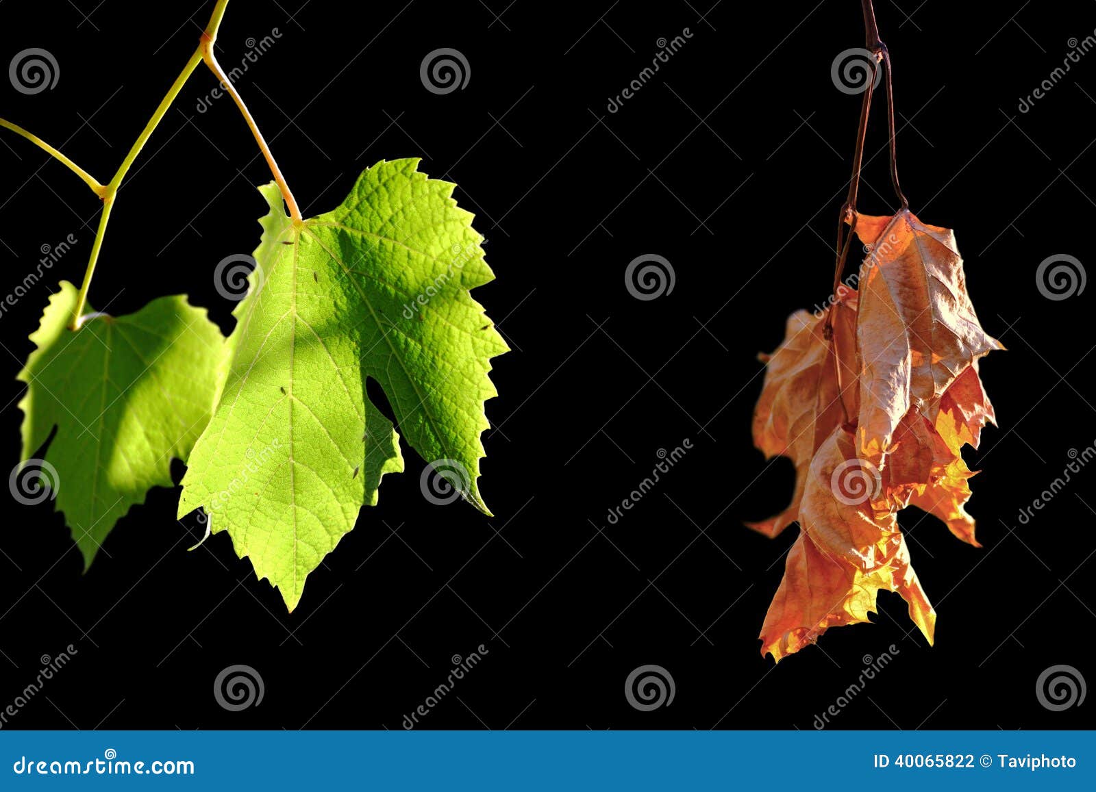 Alive and dead leaves stock photo. Image of leaves, live - 40065822