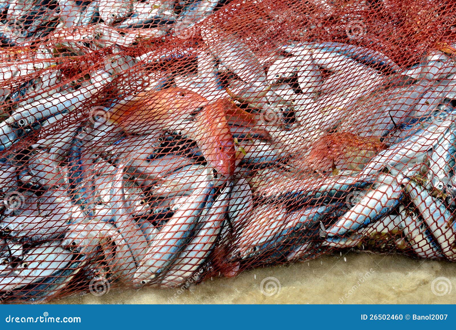 Alive Different Sea Fishes In The Net. Stock Photo - Image: 26502460