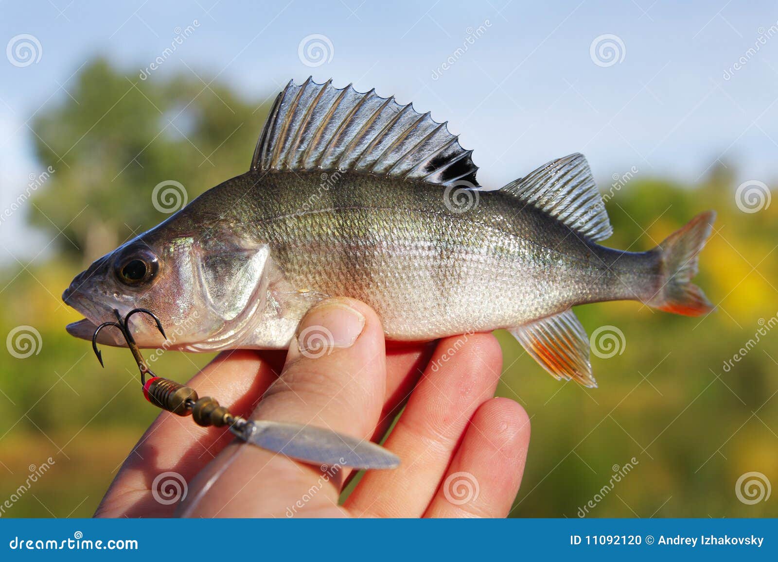 Alive fish stock photo. Image of nature, striped, fishing - 11092120