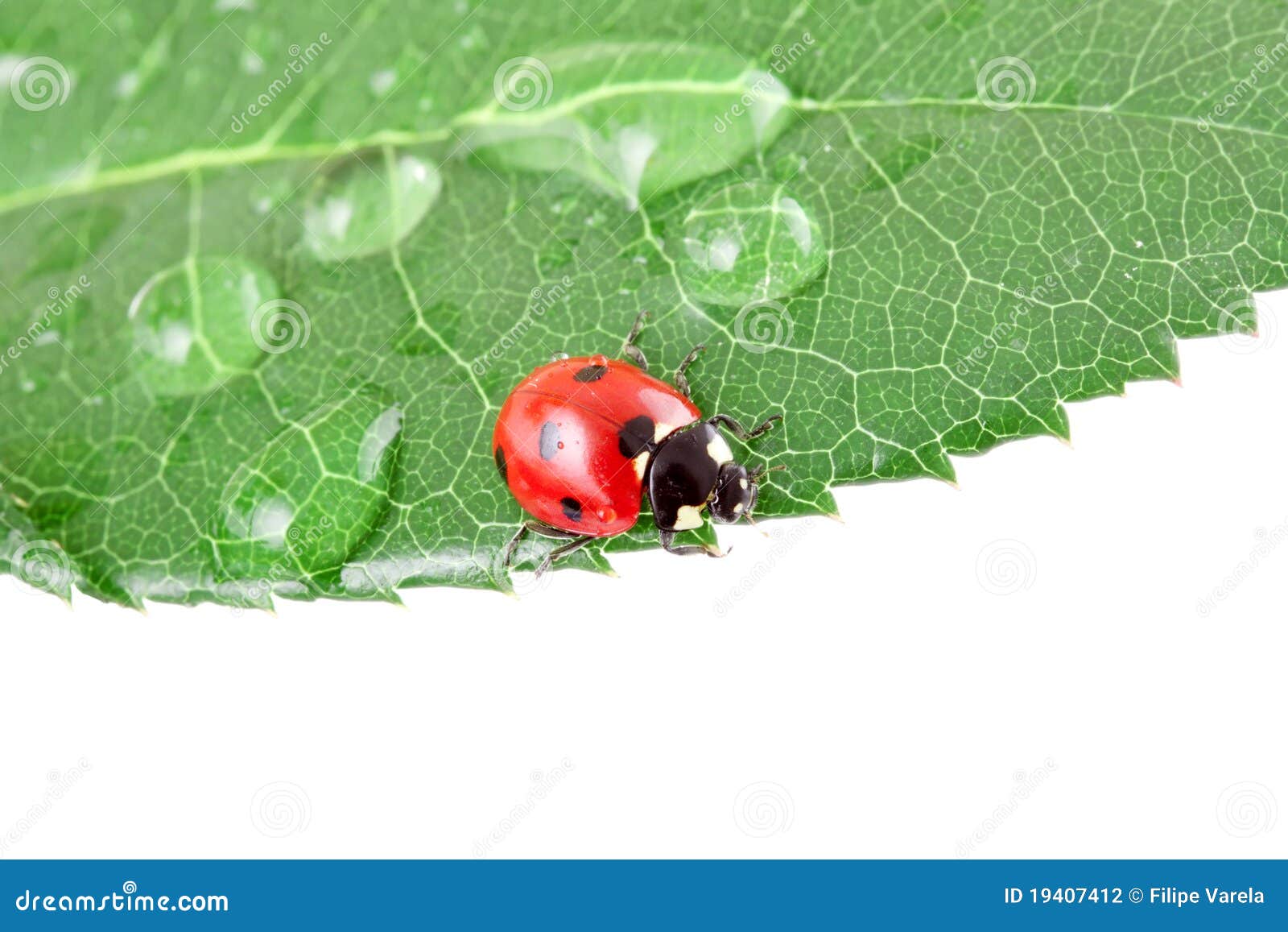Alive Ladybug on a Leaf with Water Drops Stock Photo - Image of insect ...
